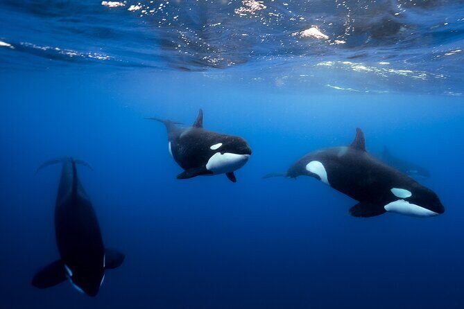 Open Ocean Safari and Whale Watching - Value for Money and Overall Experience