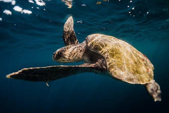 Open Ocean Safari and Whale Watching - Who Will Love This Tour?