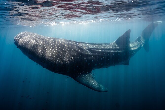 Open Ocean Safari and Whale Watching - The Sum Up