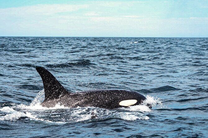 Open Ocean Safari and Whale Watching - FAQ