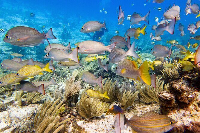 Open Water Certification Course-PADI - A Deep Dive into the Course Experience