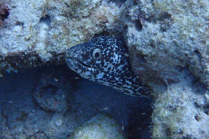 Open Water Certification Course-PADI - Authentic Reviews: What Participants Say