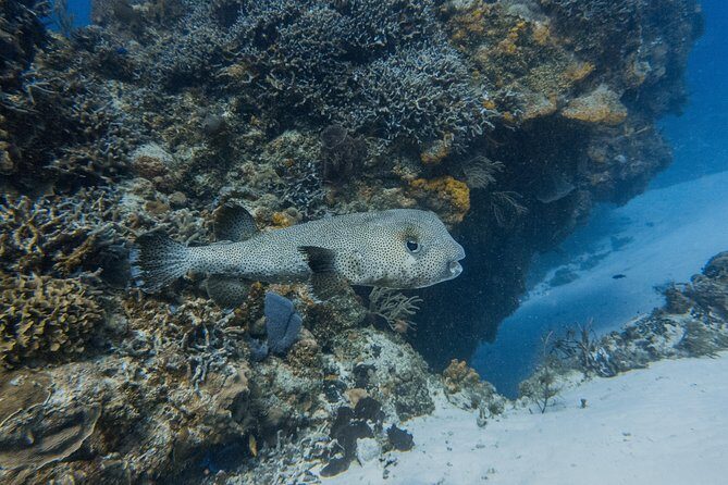 Open Water Course Cozumel - The Sum Up