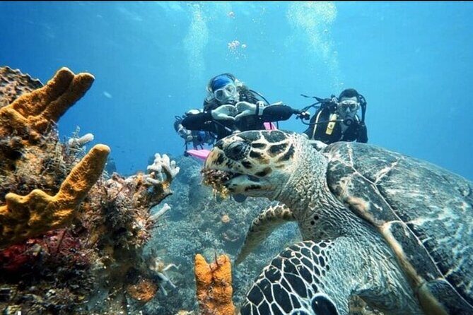 Open Water Diver Course - Final Thoughts: Who Is This Tour Perfect For?