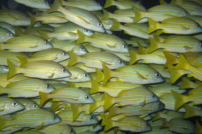 Open Water Diver Course in Lanzarote - What the Course Includes