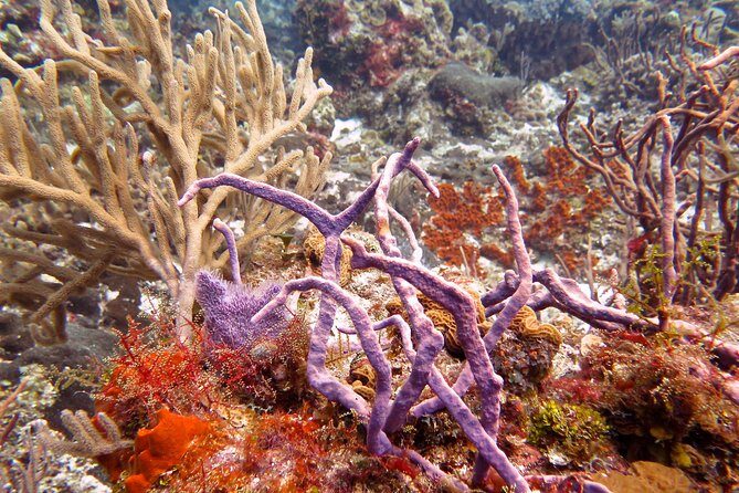 Open Water Diver course PADI in Cancun - Who Should Book This Tour?