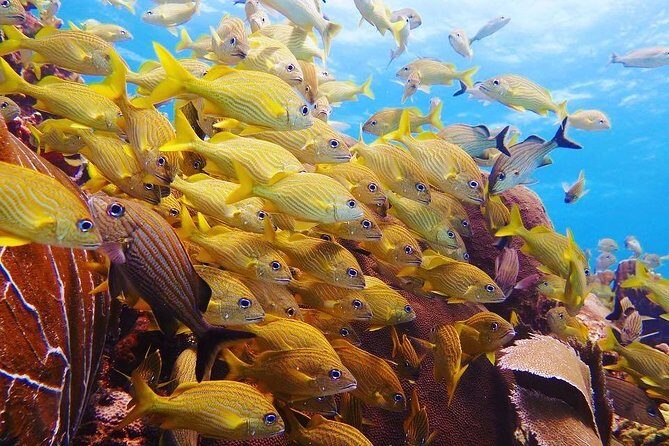 Open Water Diver course PADI in Cancun - FAQs about the Cancun Open Water Diver Course