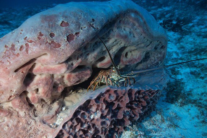 Open Water Diver course PADI including underwater video - Why Choose this PADI Open Water Diver Course in Playa del Carmen?