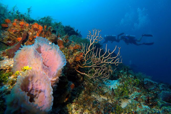 Open Water Diver course PADI including underwater video - The Experience: What Travelers Say