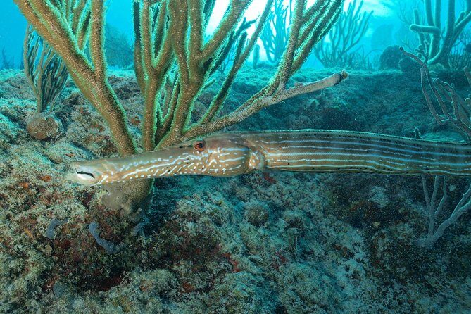 Open Water Diver course PADI including underwater video - Why This Course Is a Great Choice