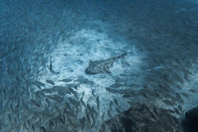 Open Water Diver Scuba Diving Course in Puerto de Mogan - The Sum Up: Is This Tour Right for You?