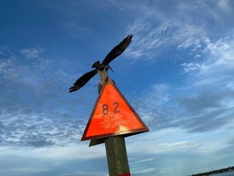 Orange Beach: Dolphin Eco Sunset Cruise aboard The Explorer - An In-Depth Look at the Experience