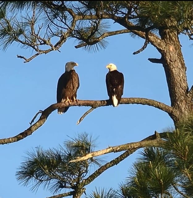 Orange Beach: Dolphin Eco Sunset Cruise aboard The Explorer - FAQs
