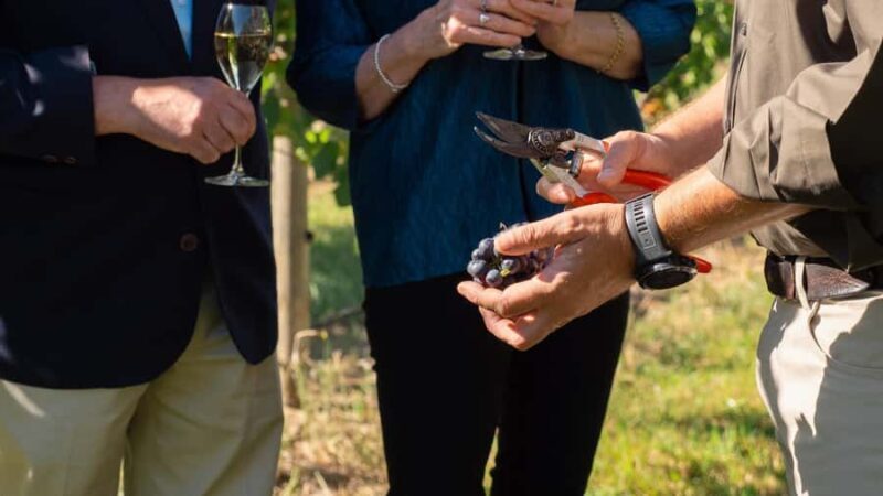 Orange: Indulge with Swinging Bridge - 5-Course Lunch & Tour - Who Would Love This Experience?