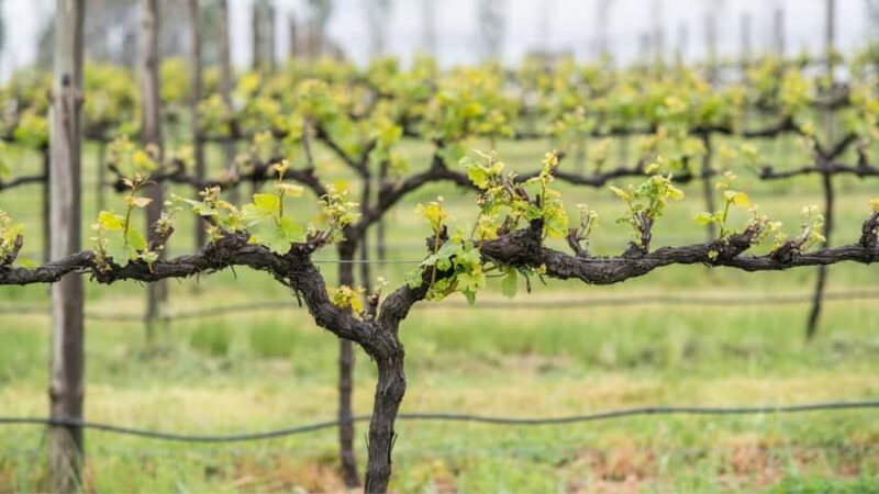 Orange: Indulge with Swinging Bridge - 5-Course Lunch & Tour - FAQ