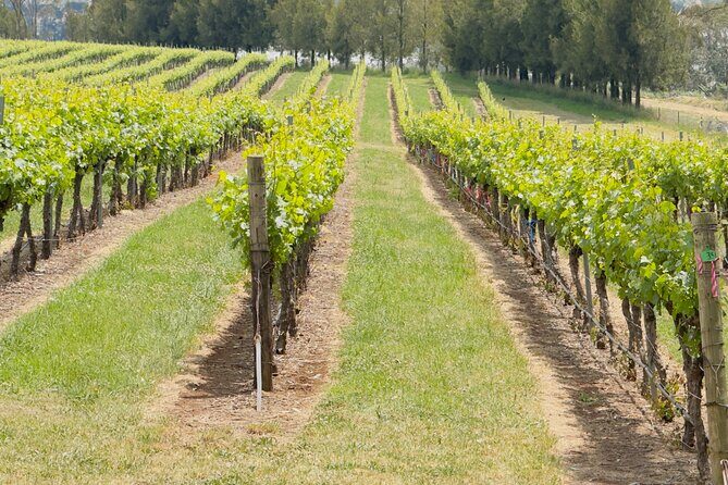 Orange Region Winery Experience by Onayi - Introduction to the Orange Region Winery Experience