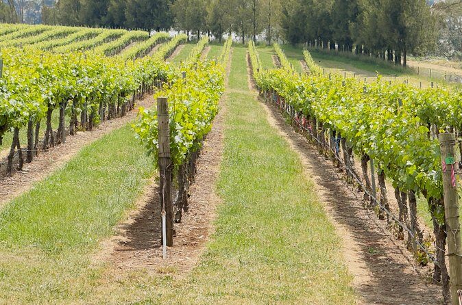 Orange Region Winery Experience by Onayi - Price and Value