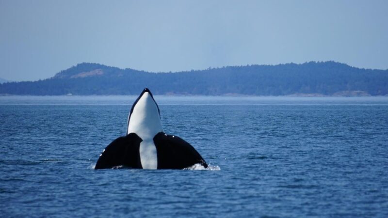 Orcas Island: Orca Whales guaranteed boat tour - The Pros and Cons