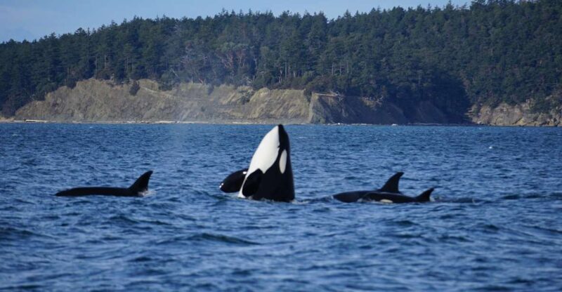 Orcas Island: Orca Whales guaranteed boat tour - Final Thoughts