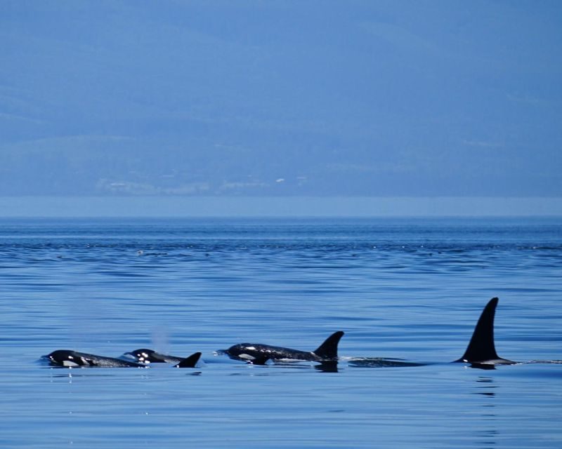 Orcas Island: Orca Whales guaranteed boat tour - FAQ