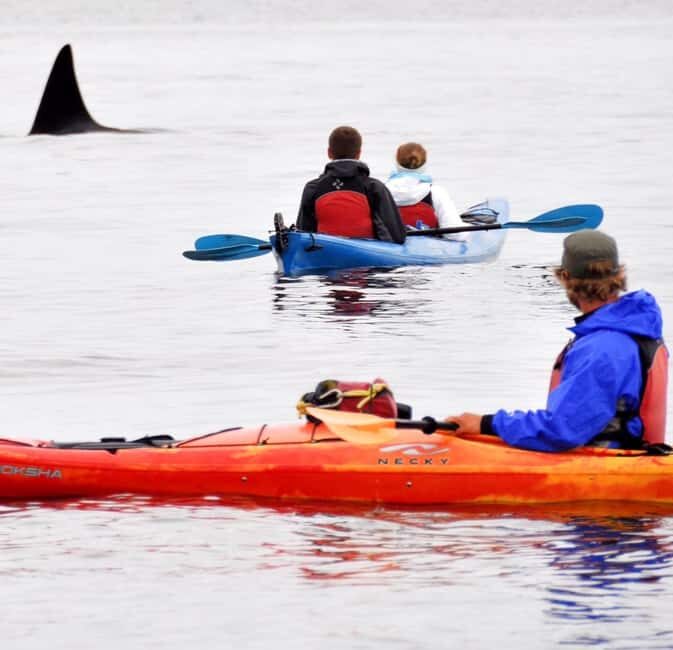 Orcas Island: Wildlife Spotting Kayak Tour - Who Should Consider This Tour?