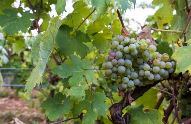 Organic Wine and Olive Oil Tasting Experience near Lecce - Final Thoughts