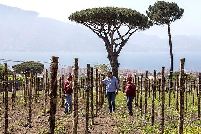 Organic Wine Tasting & Lunch on Vesuvius with Transfer from Sorrento Peninsula - Final Thoughts