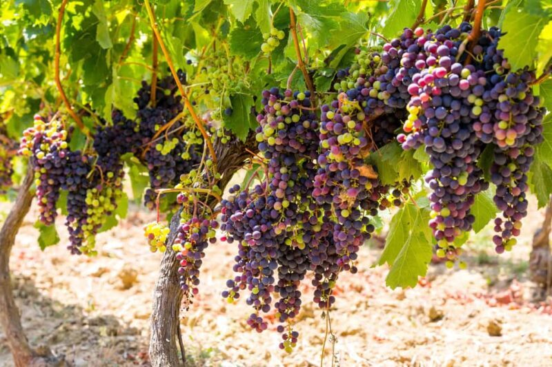 Organic Wine Tasting with Saint paul Half Day Tour from Nice - Exploring the Organic Wine Tasting with Saint Paul Half Day Tour from Nice