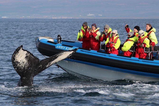 Original Big Whale Safari & Puffins Speedboat Tour from Húsavík - A Closer Look at the Experience