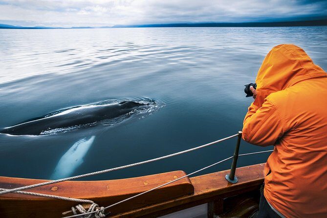 Original Carbon Neutral Whale Watching Tour from Húsavík - Key Points