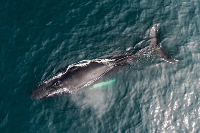 Original Carbon Neutral Whale Watching Tour from Húsavík - Who Should Consider This Tour?