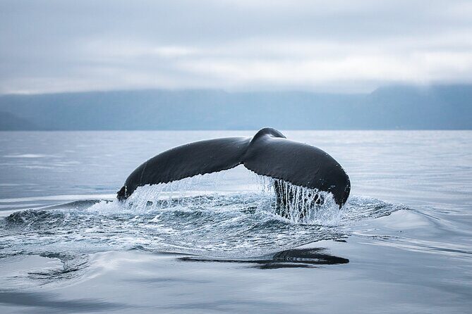 Original Carbon Neutral Whale Watching Tour from Húsavík - Frequently Asked Questions