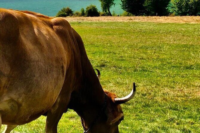 Original Carpathian Village Experience and Sinaia in one day tour - Frequently Asked Questions  