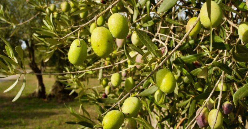 Oristano: Olive Tree Grove Guided Visit with Tasting - Key Points