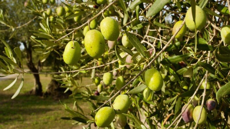 Oristano: Olive Tree Grove Guided Visit with Tasting - The Itinerary Breakdown