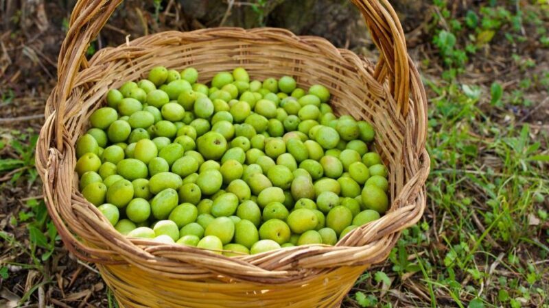 Oristano: Olive Tree Grove Guided Visit with Tasting - How the Tour Unfolds