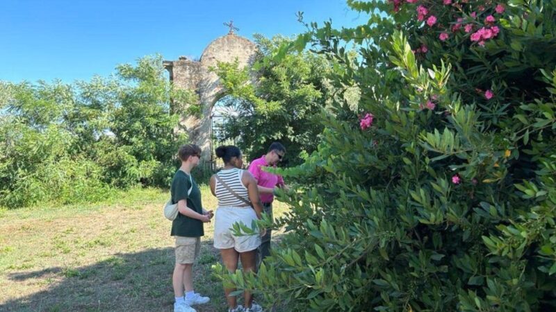 Oristano: Olive Tree Grove Guided Visit with Tasting - The Sum Up
