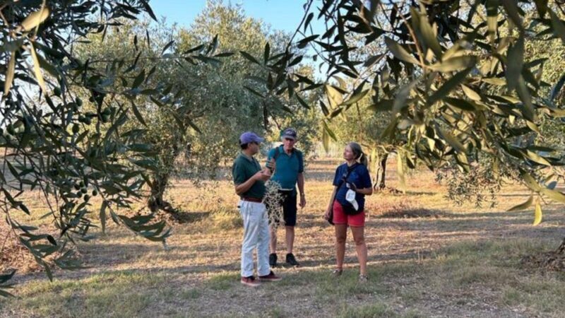 Oristano: Olive Tree Grove Guided Visit with Tasting - FAQ