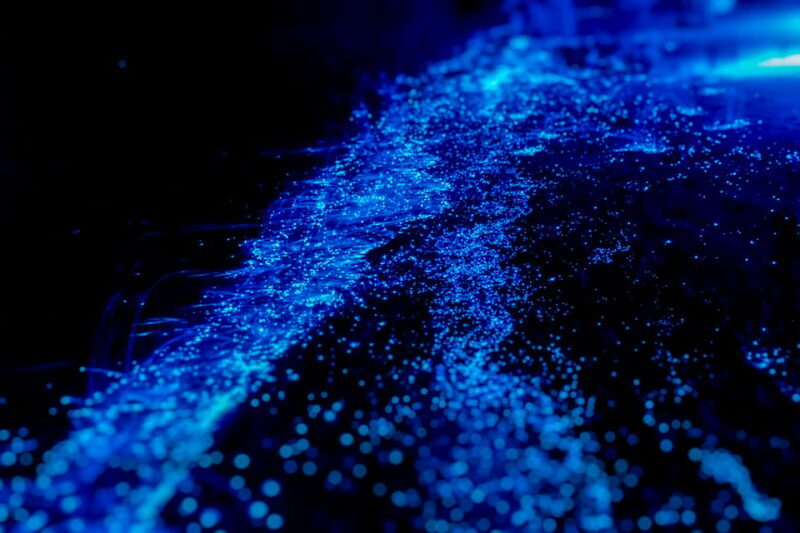 Orlando: Bioluminescence Kayak Tour - An In-Depth Look at the Orlando Bioluminescence Kayak Tour