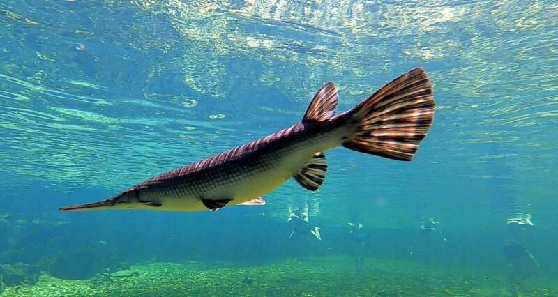 Orlando: Blue Springs Manatee Kayak Tour - Setting the Scene: What to Expect