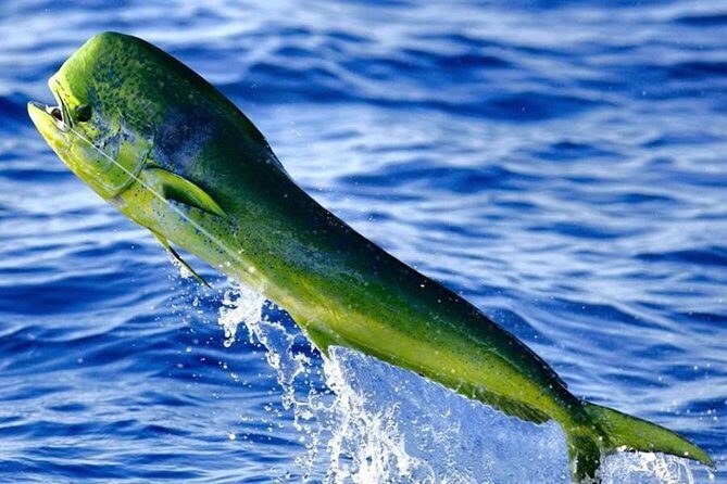 Orlando Deep Sea Fishing Charter - Practical Details for Your Trip