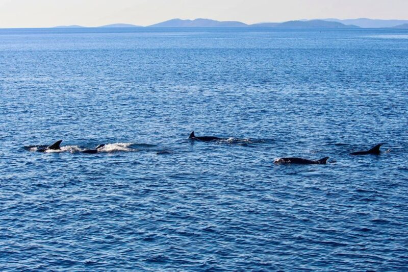 Orlando: Dolphin Clear Kayak or Paddle Board Adventure - Exploring the Indian River Lagoon