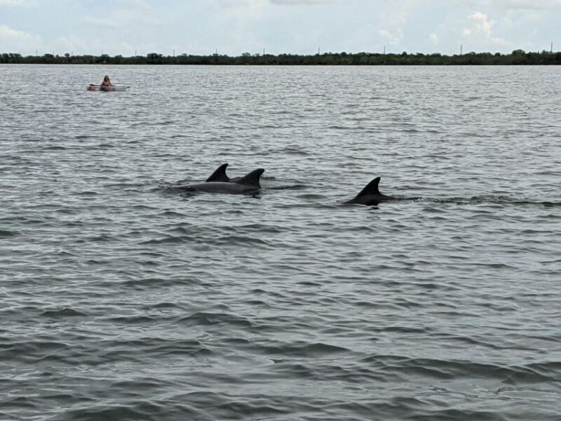 Orlando: Dolphin Clear Kayak or Paddle Board Adventure - The Wildlife Encounters