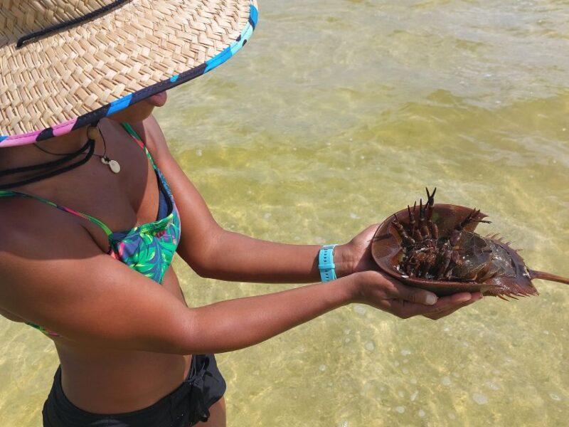 Orlando: Dolphin Clear Kayak or Paddle Board Adventure - Who Is This Tour Best For?