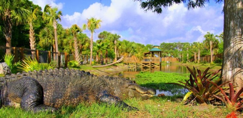 Orlando: Wild Florida Park Ticket and Gator Shows - A Closer Look at the Safari and Wildlife Park Experience