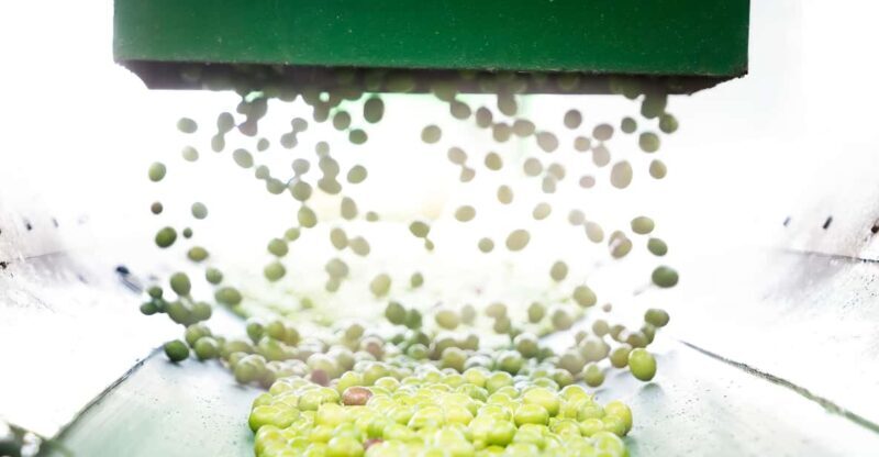 "Oro Bailén": Tour of Oro Bailen Grove + Mill + Tasting - Introduction: An Honest Look at Oro Bailén’s Olive Oil Tour