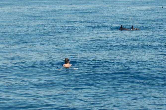 Ortigia-blue cave island tour with dolphin sighting - What’s Included & What to Consider