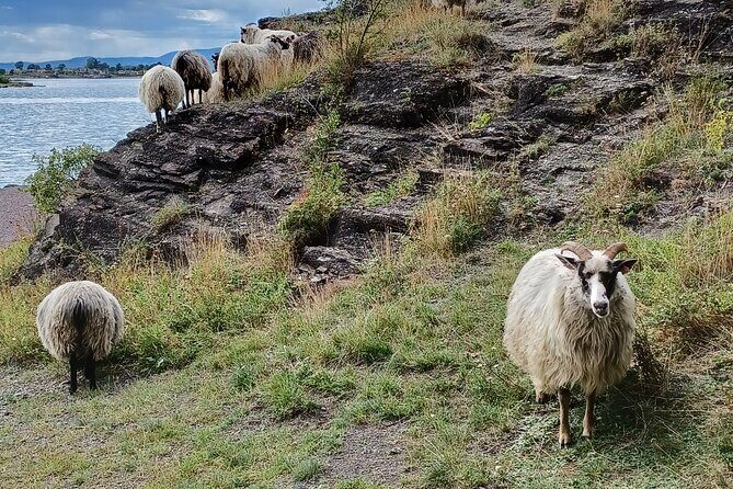 Oslo Nature Walks: Island hopping - Practical Details and Tips