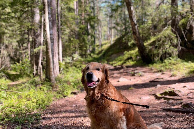 Oslo: Panoramic Fjord Hike Lead by a Local Guide and Dog - Who Will Love This Tour?