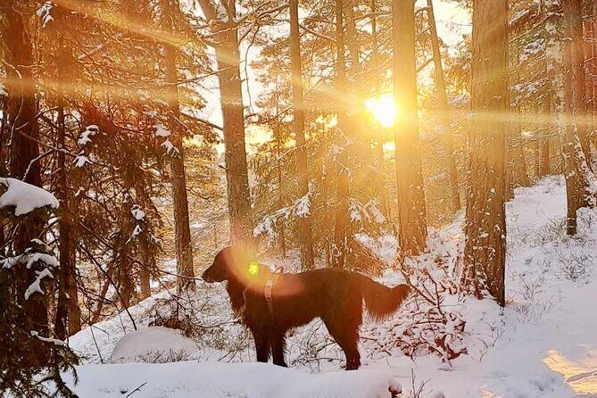 Oslo: Winter wonderland forest hike & campfire with a dog - What Travelers Raved About